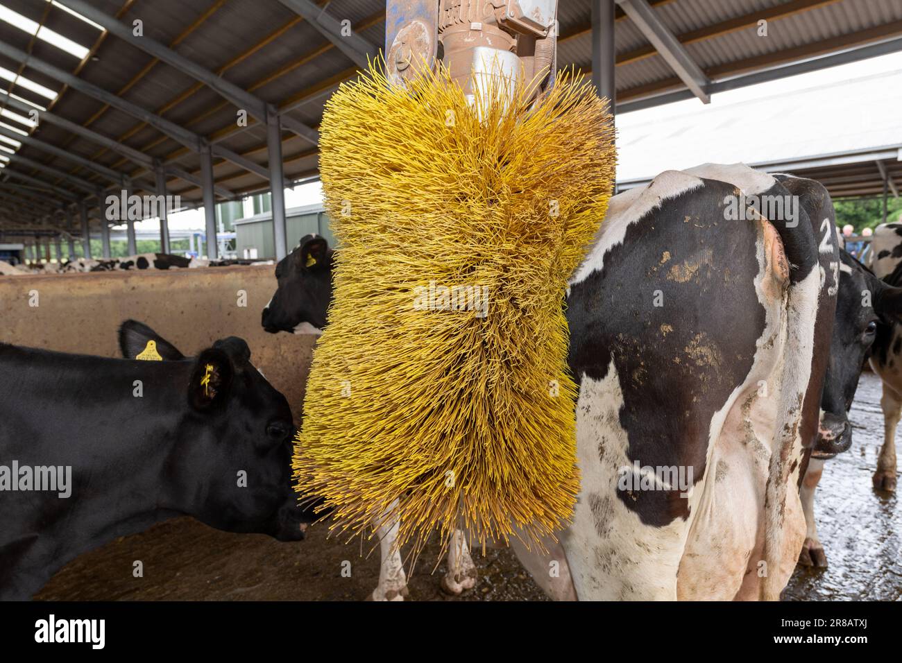 Black and white dairy cow at an electric brushing station, which helps ...