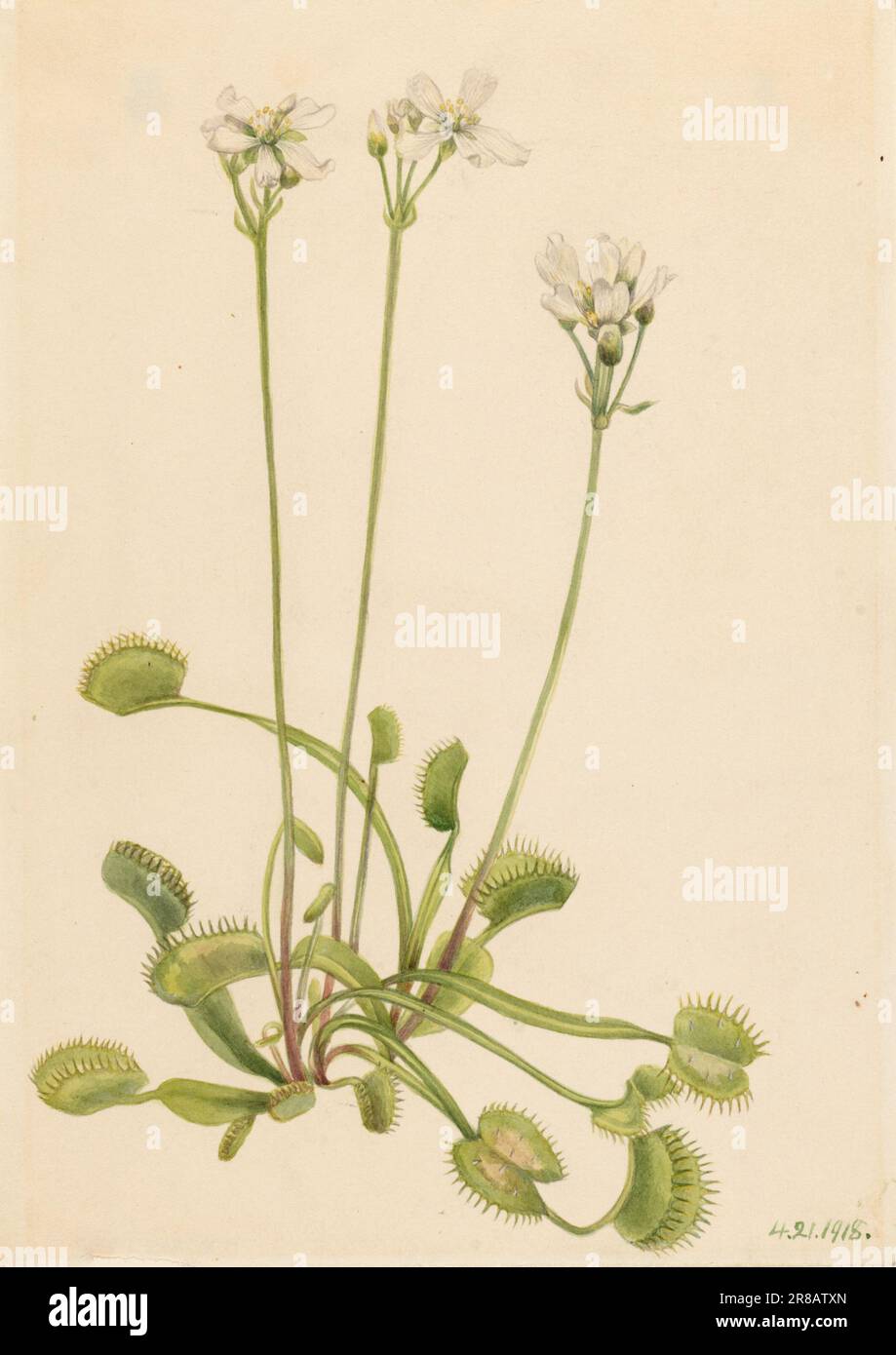 Venus Flytrap (Dionaea muscipula) 1918 by Mary Vaux Walcott, born ...
