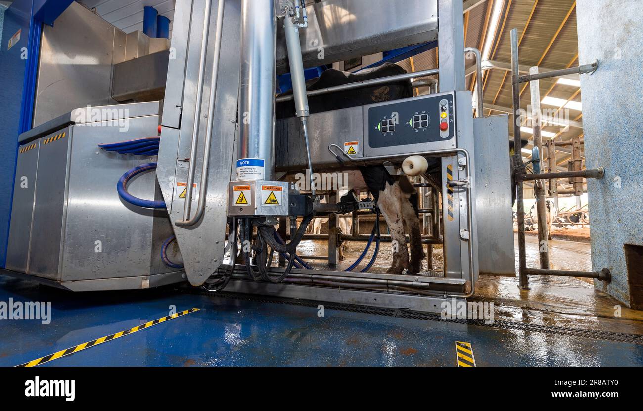 Dairy cows being milked by robotic milking machines in a mordern milking parlour. Dumfries, UK ...