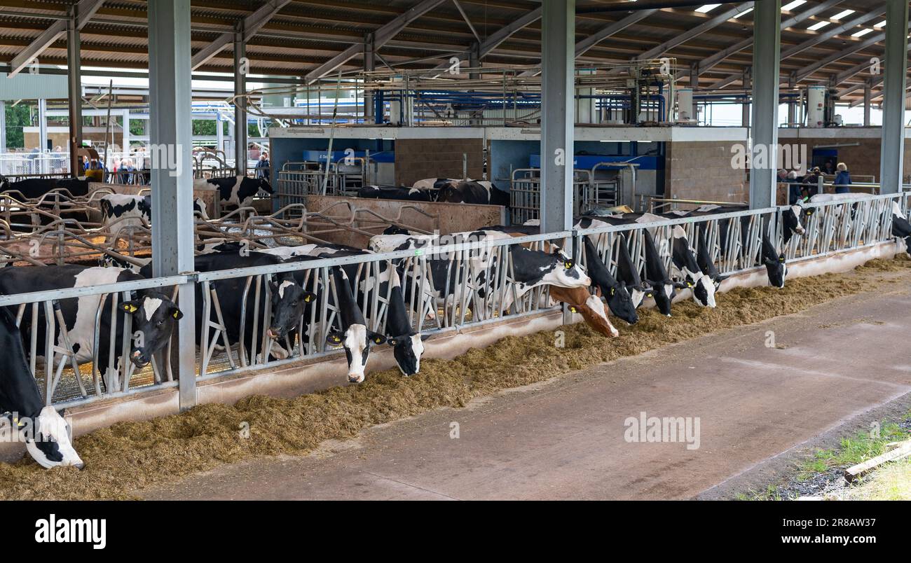 Dairy cattle eating a silage ration mix from behind feed barriers in a ...