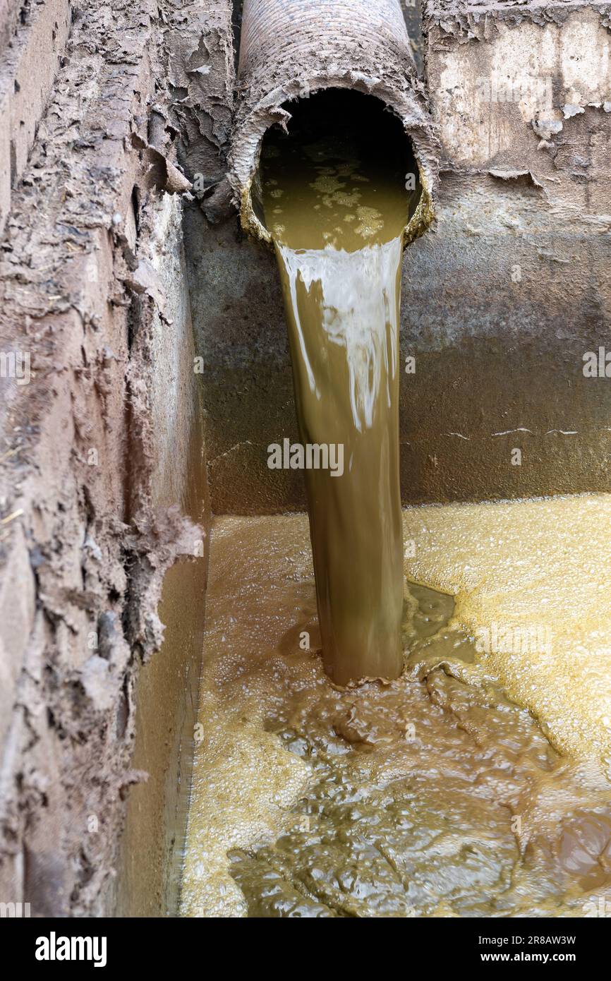 Slurry from cattle shed running into a lagoon where it will be stored ...