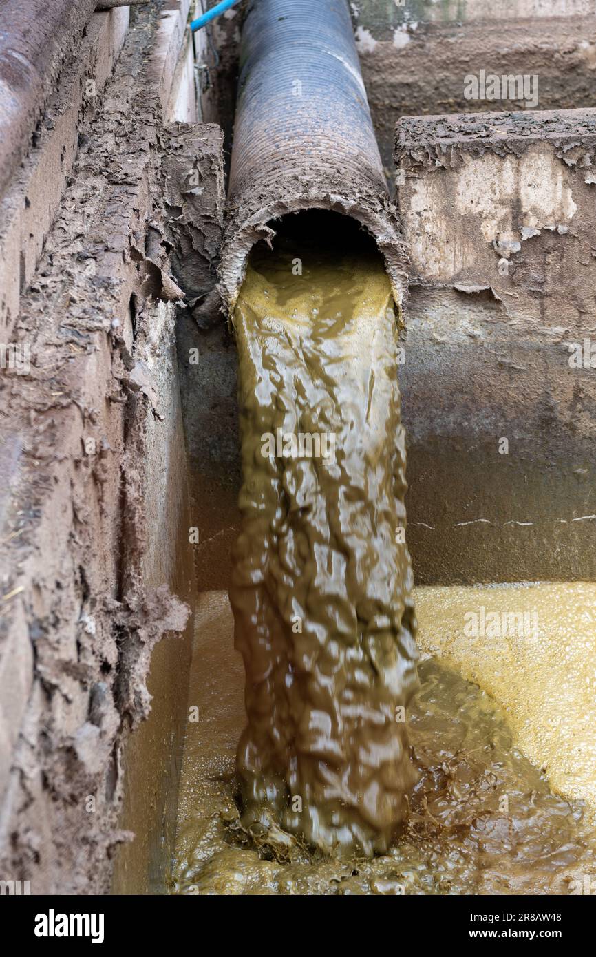 Slurry from cattle shed running into a lagoon where it will be stored ...