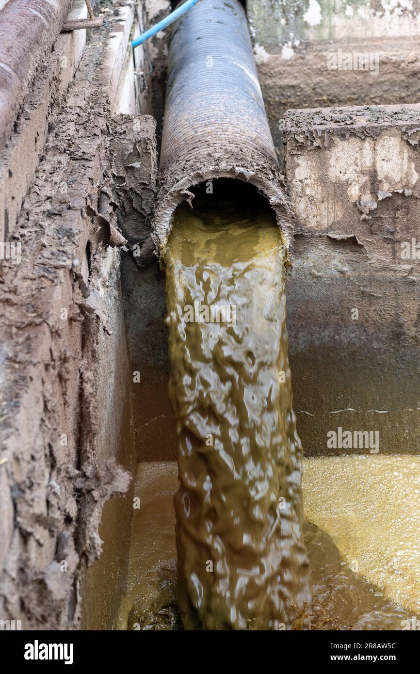 Slurry from cattle shed running into a lagoon where it will be stored ...