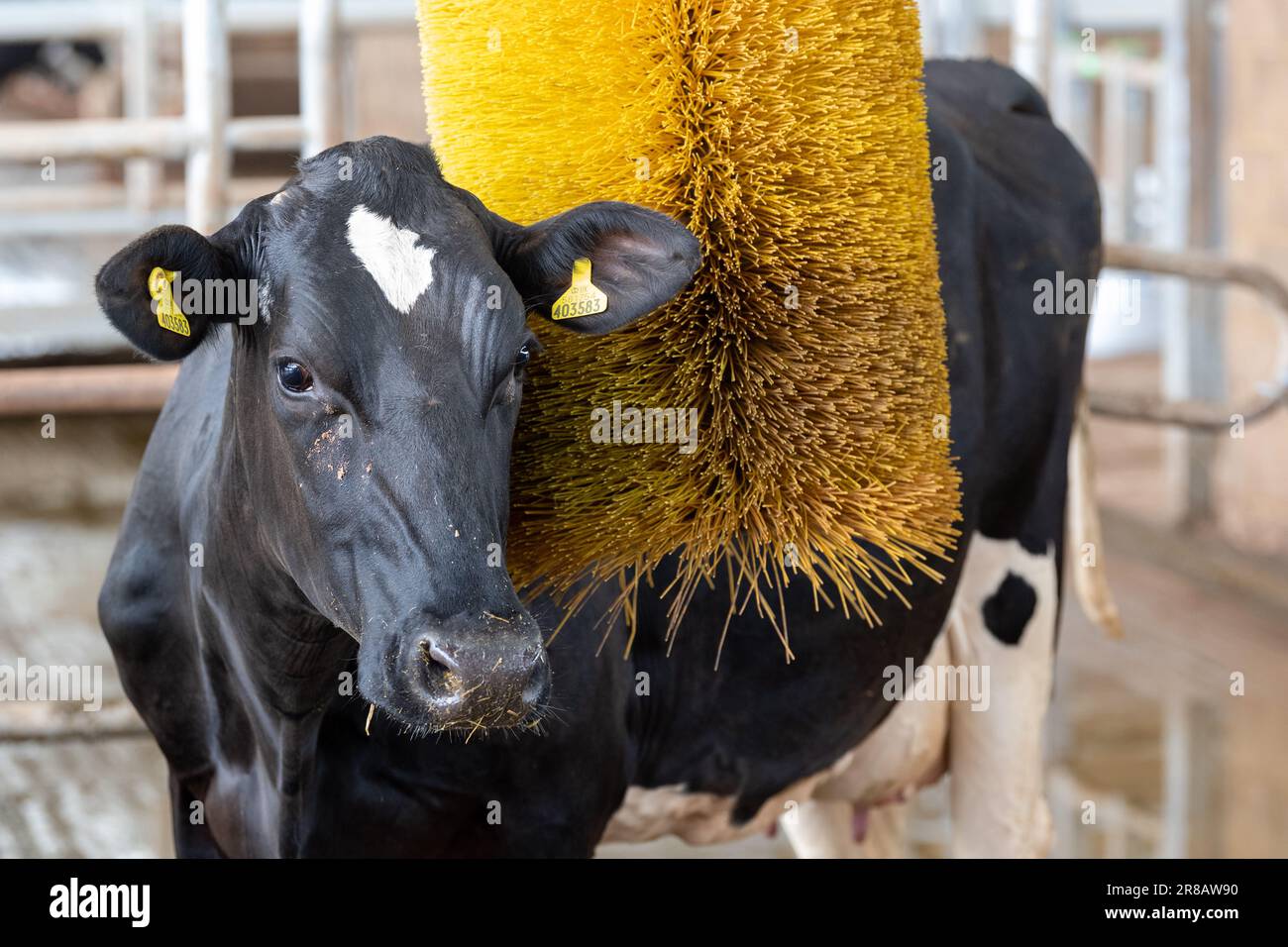 Black and white dairy cow at an electric brushing station, which helps ...