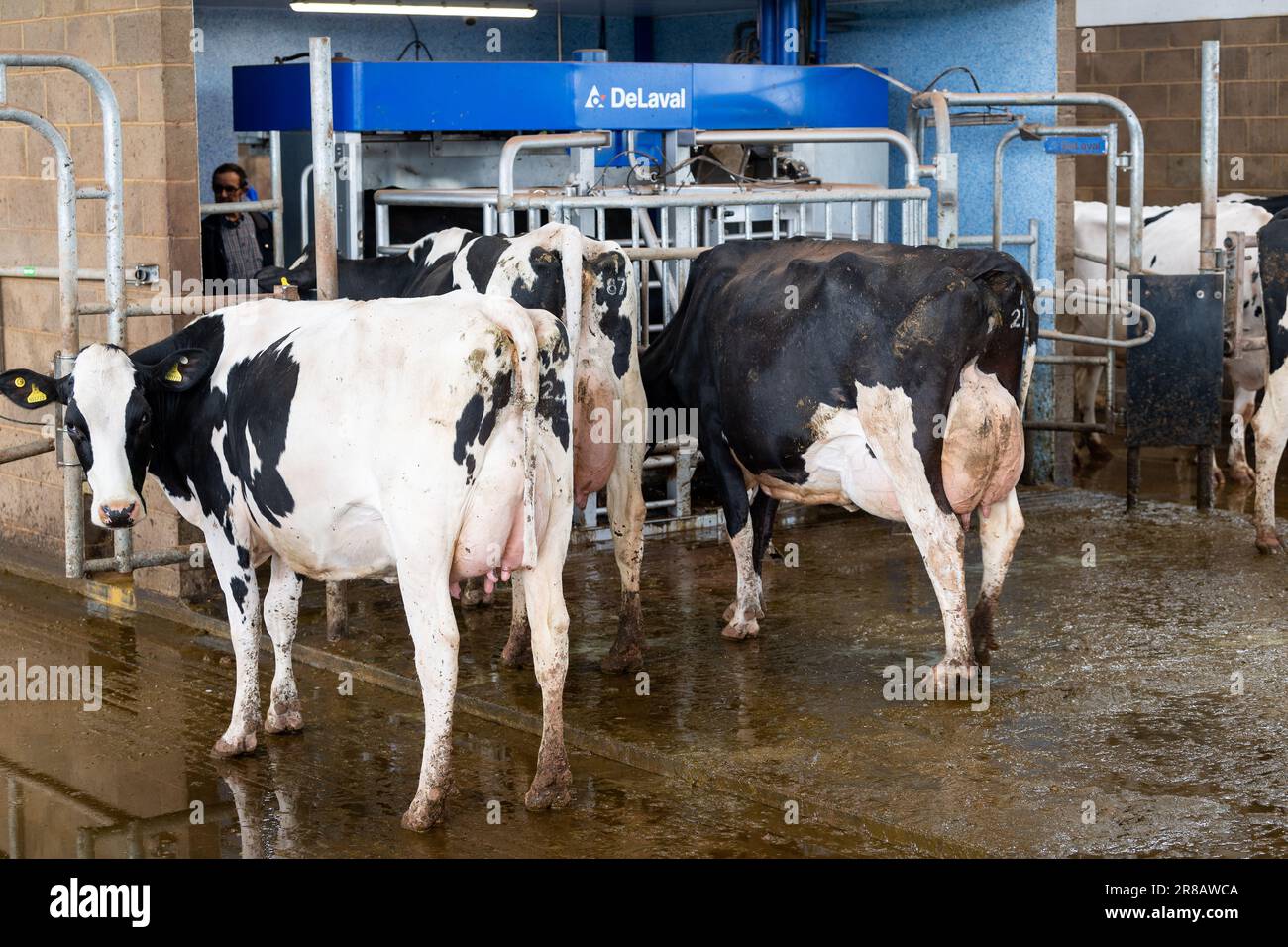 Dairy cows being milked by robotic milking machines in a mordern milking parlour. Dumfries, UK ...