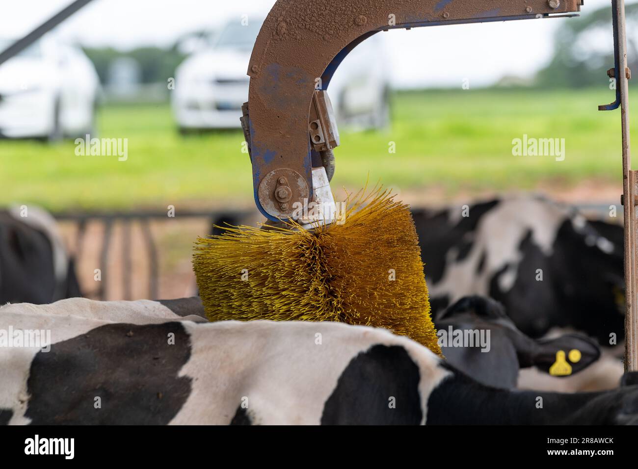 Black and white dairy cow at an electric brushing station, which helps ...