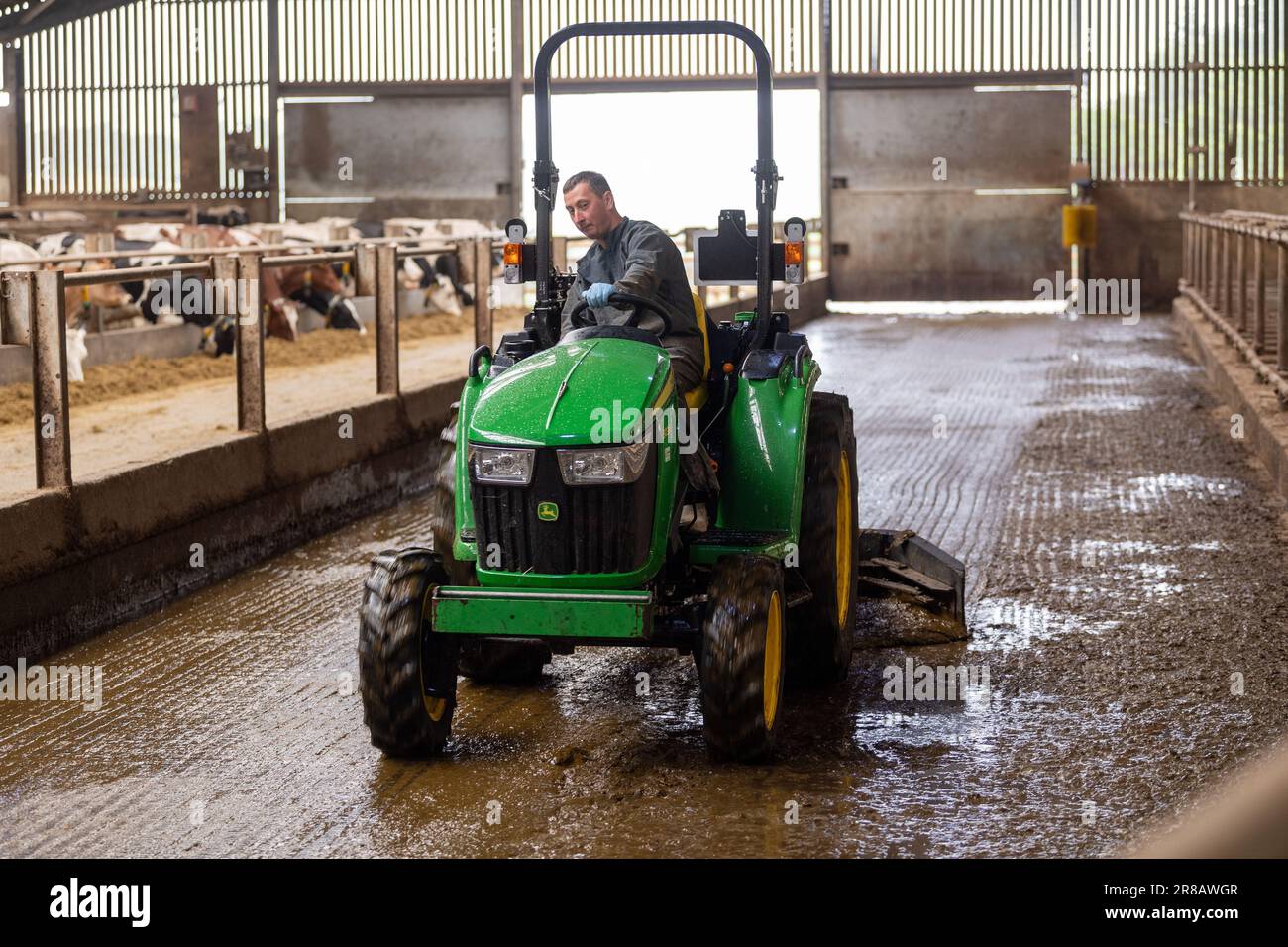 Scraping out slurry in a cattle shed using a mini John Deere tractor ...