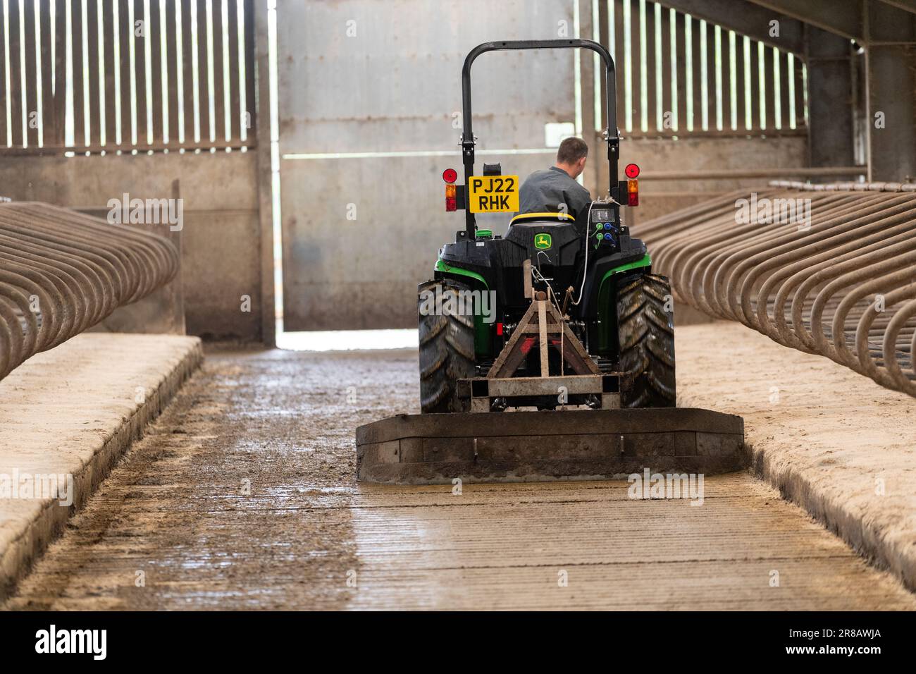 Scraping out slurry in a cattle shed using a mini John Deere tractor ...