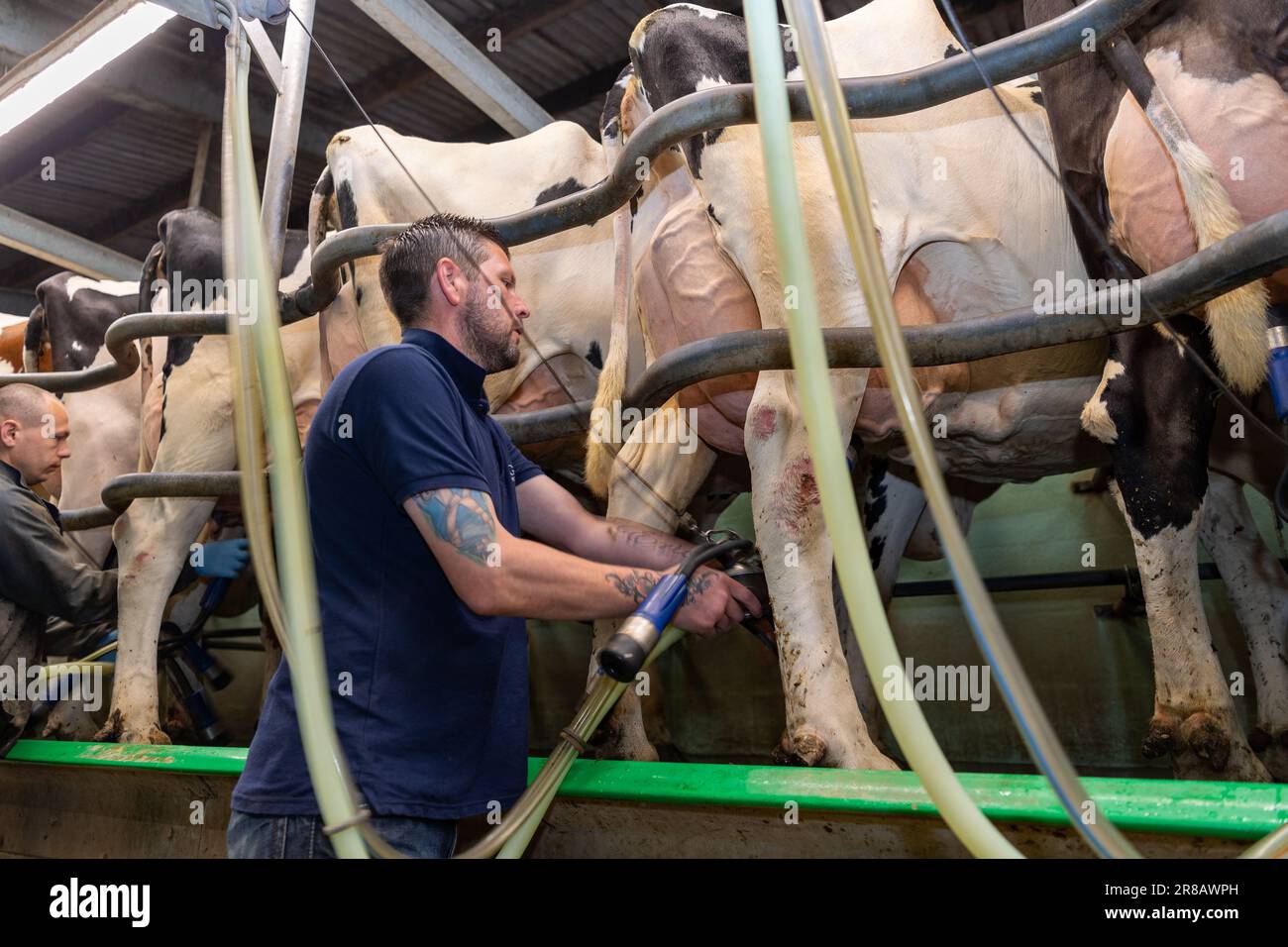 Cows getting milked in a traditional herringbone parlour, Dumfries, UK ...