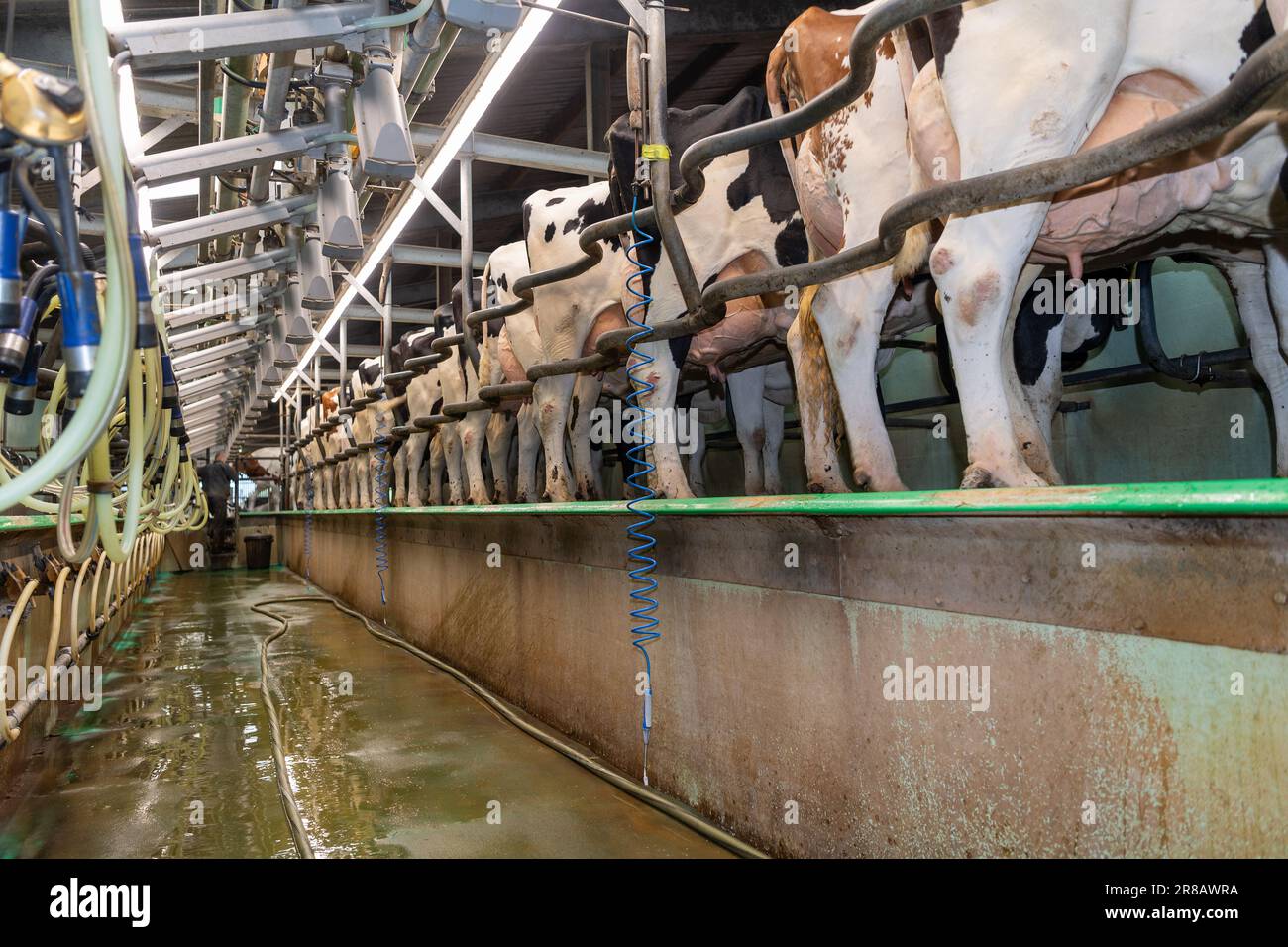 Cows getting milked in a traditional herringbone parlour, Dumfries, UK ...