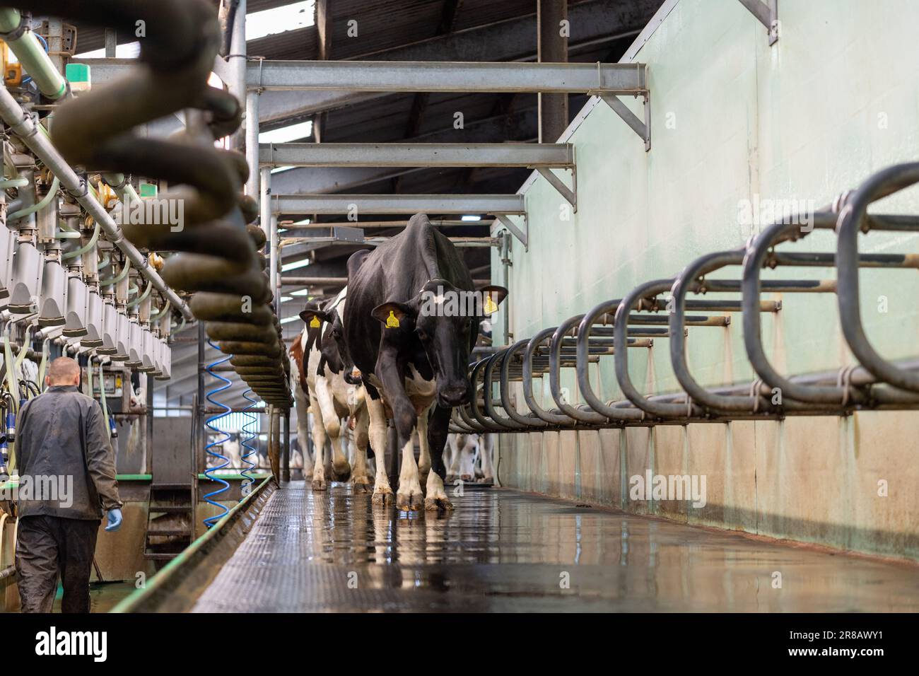 Cows getting milked in a traditional herringbone parlour, Dumfries, UK ...