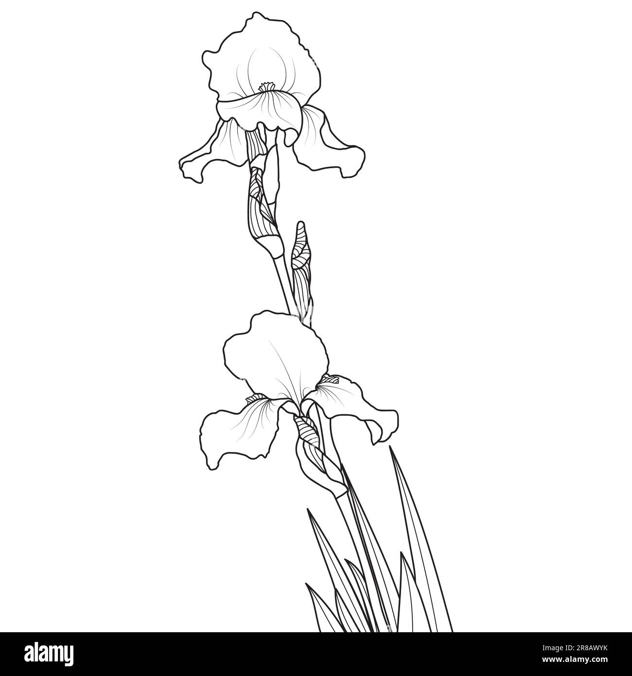 Iris flower drawing hi-res stock photography and images - Alamy
