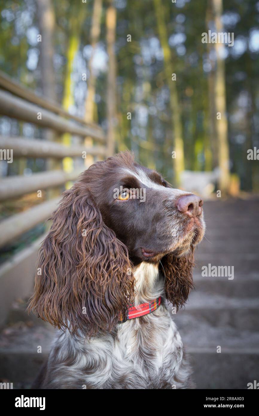 Side view of a Spaniel dog sitting to attention. He is looking up while ...