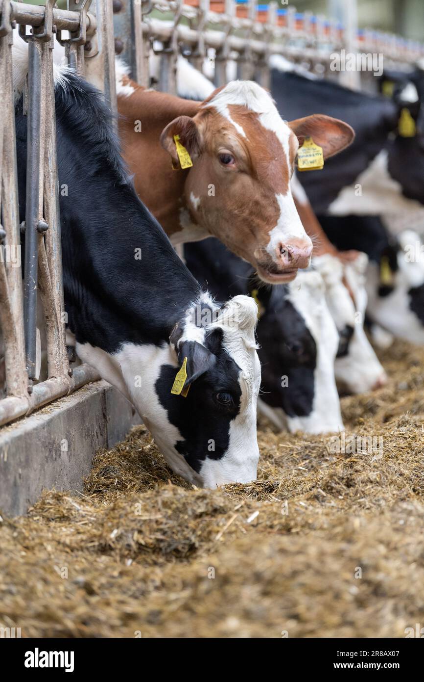 Dairy cattle eating a silage ration mix from behind feed barriers in a ...
