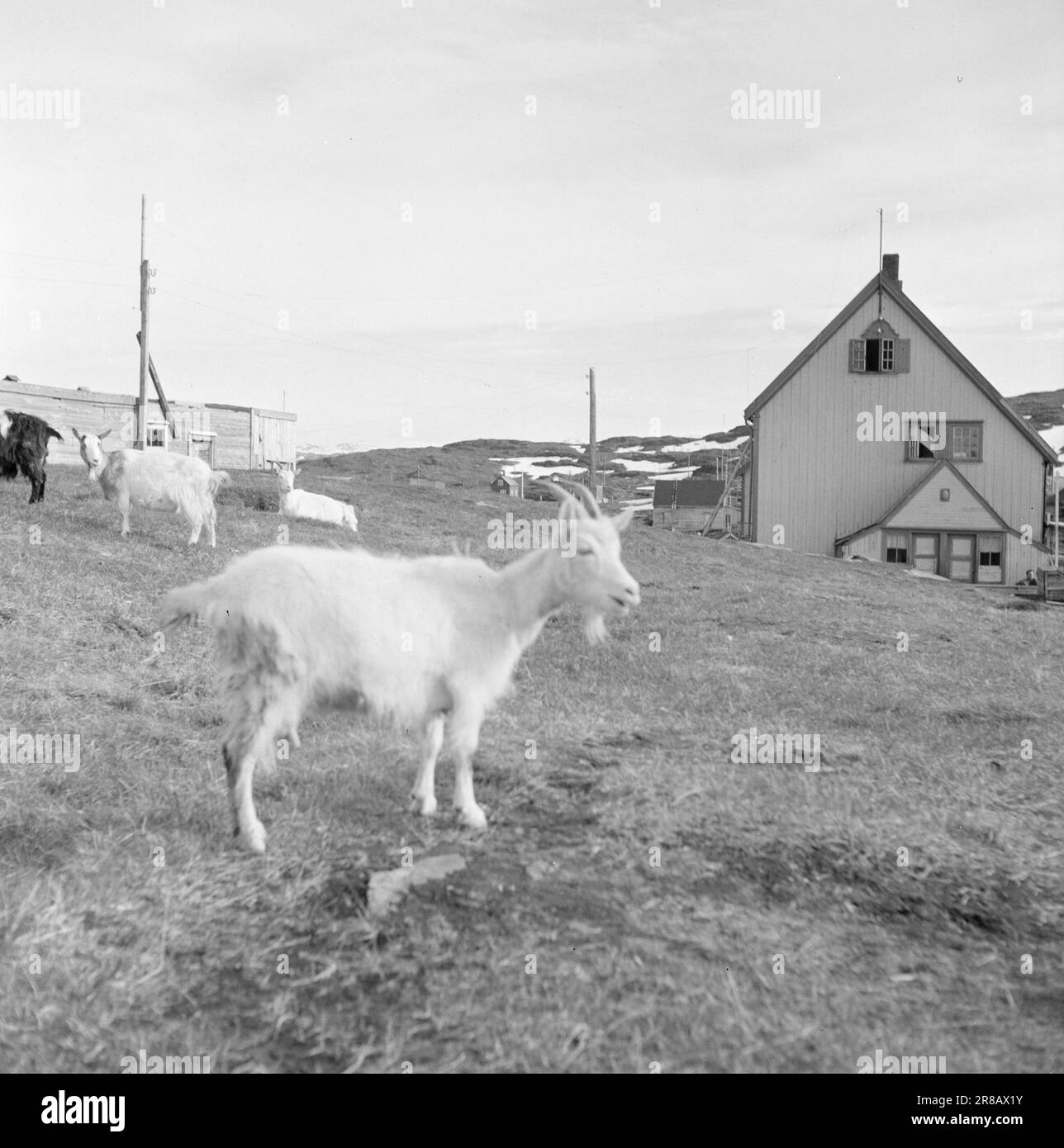 Poor goats Black and White Stock Photos & Images - Alamy