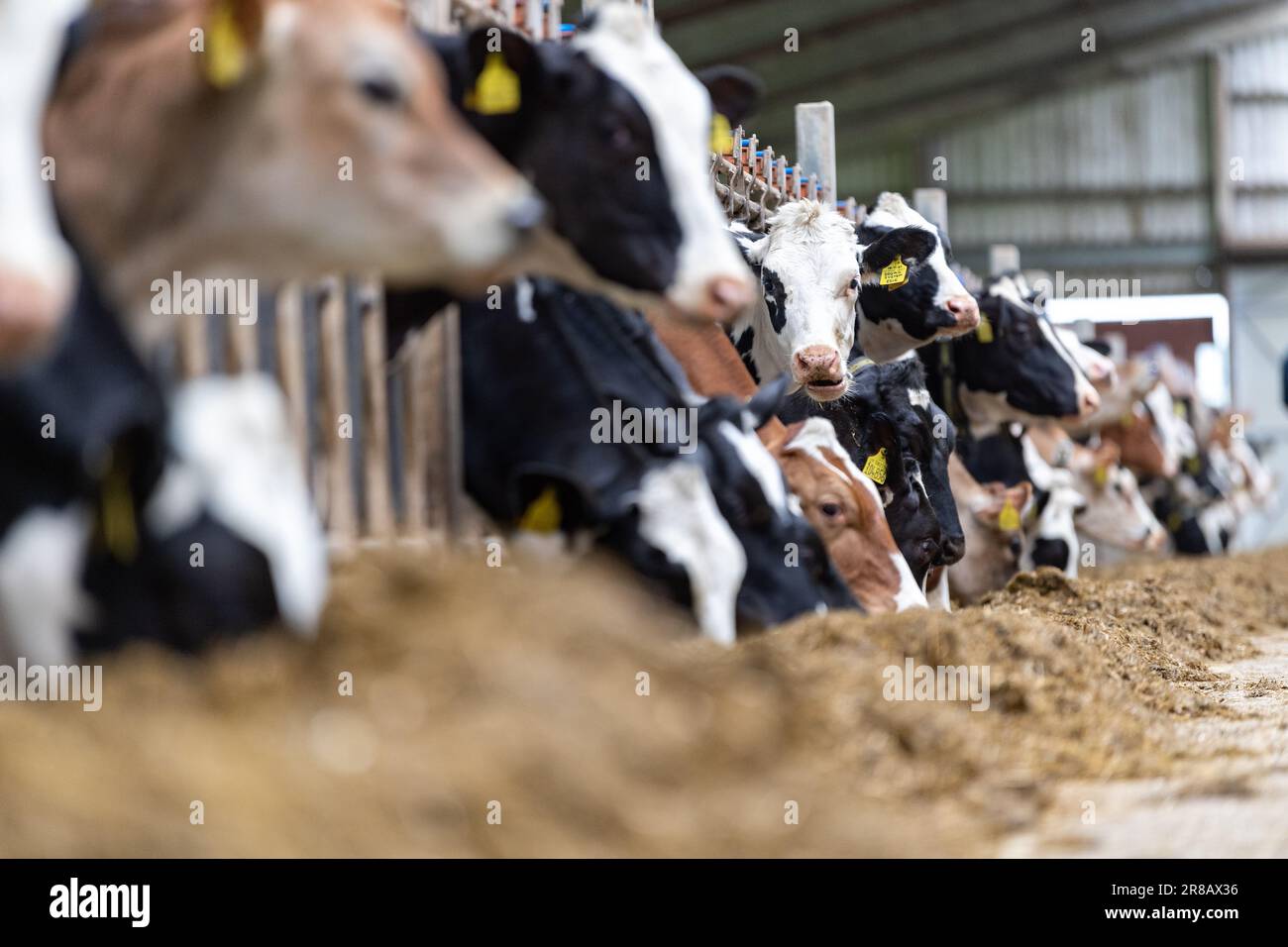 Dairy cattle eating a silage ration mix from behind feed barriers in a ...