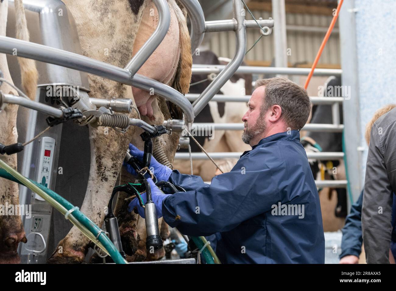 Dairy worker putting milking units on dairy cows udders on a rotary ...