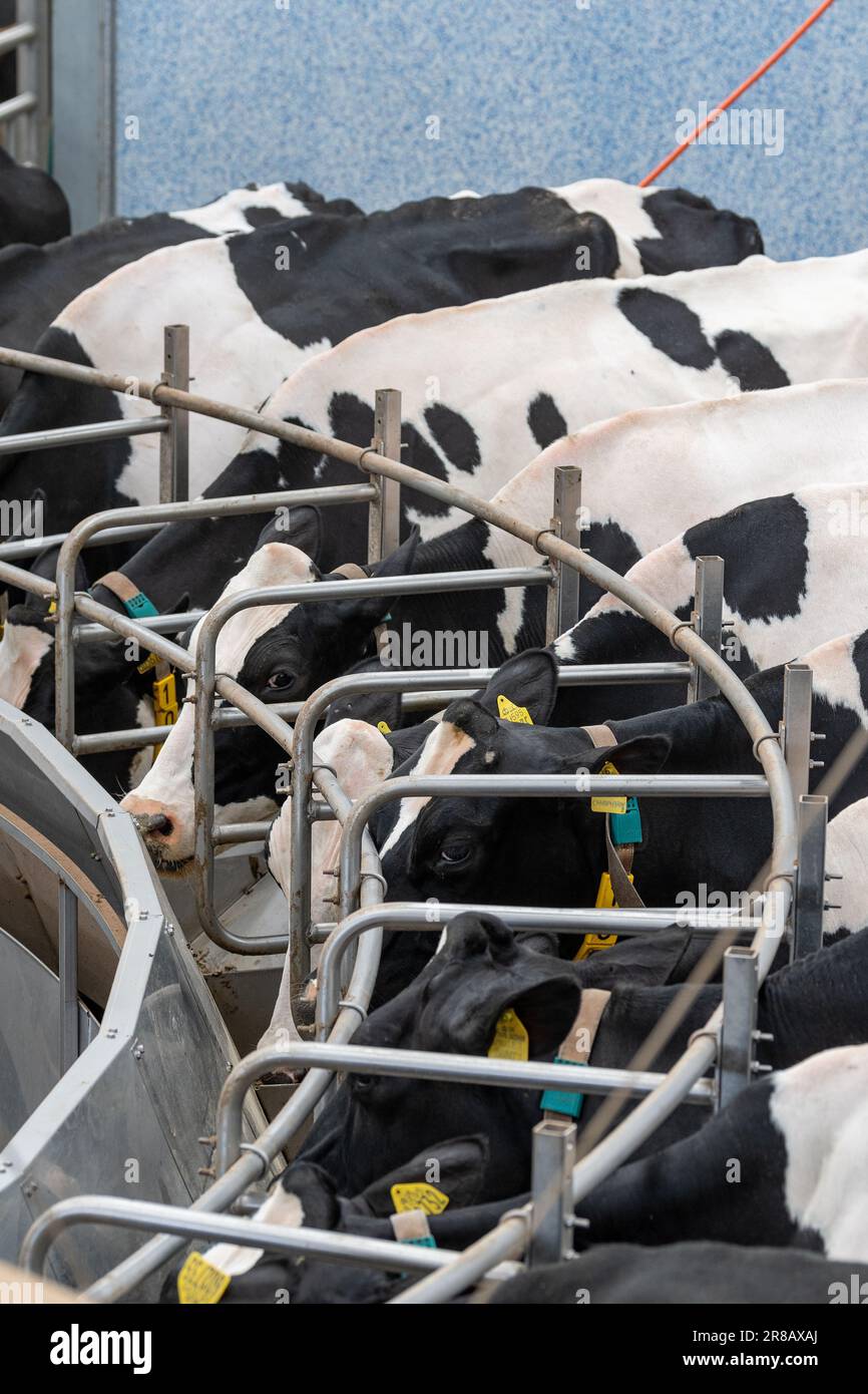 Cows getting milked on a modern rotary parlour, Dumfries, UK Stock ...
