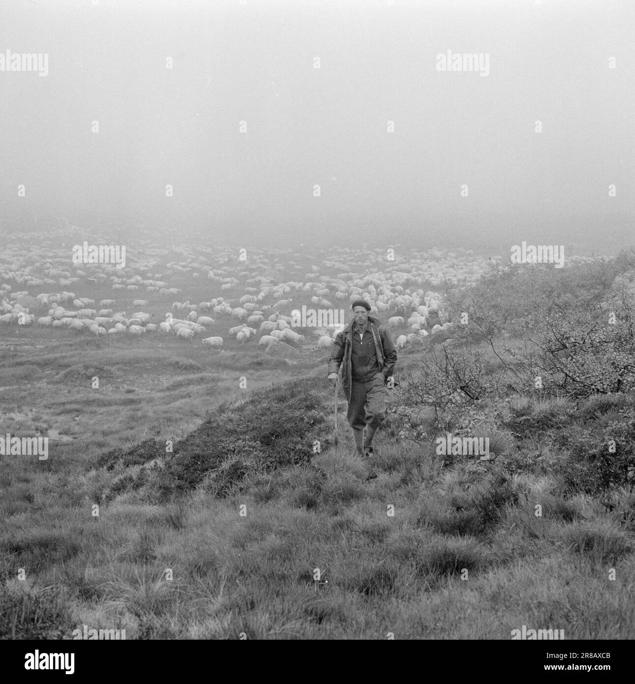 Current 42-1-1960: Bye Bye!! Summer is over. Sheep herding in Sirdal ...