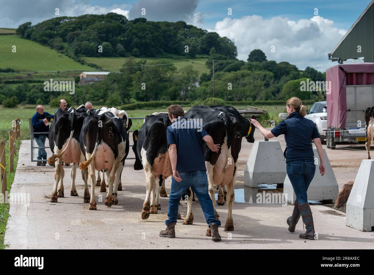 Farmer bring in Holstein dairy cattle from the fields into the milking ...