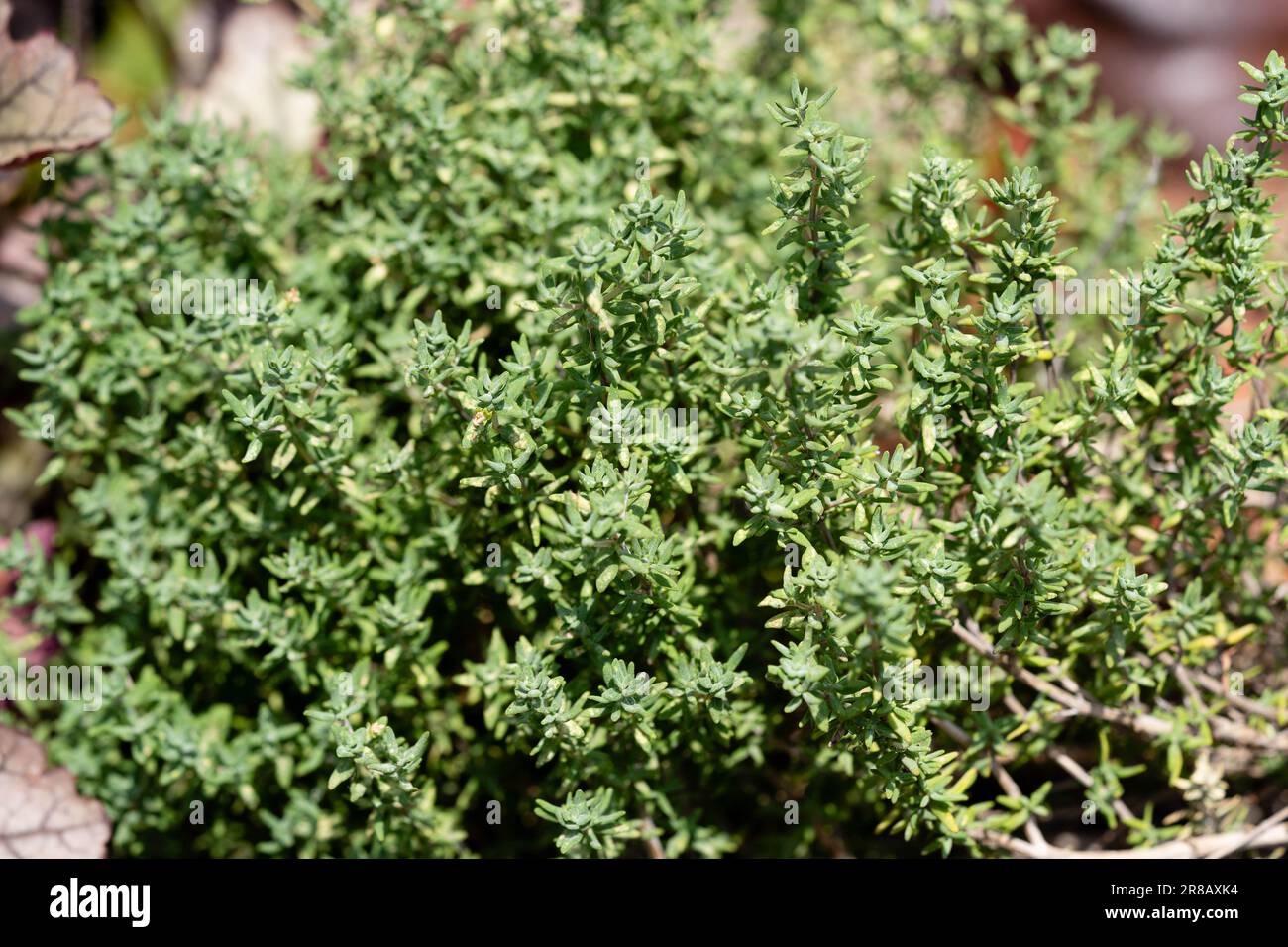 dried and fresh Thymus vulgaris delicious kitchen herbs Stock Photo - Alamy