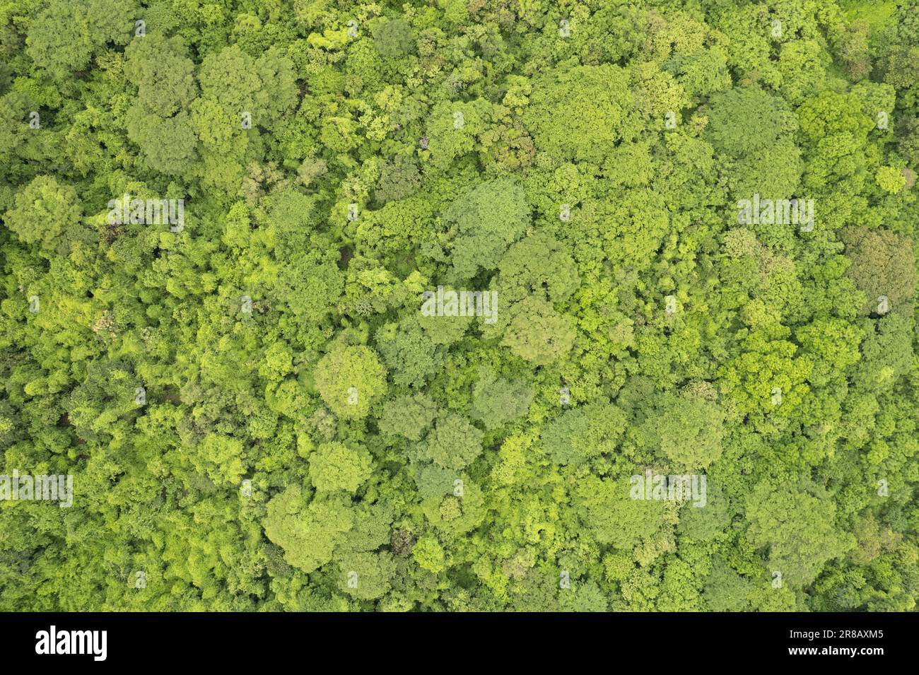 Aerial photograph captures the beauty of a dense rainforest in a ...