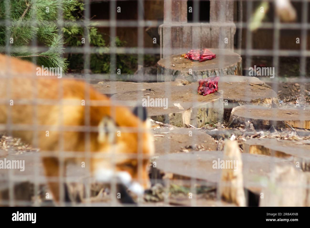 Meat for fox in zoo. Cruel red fox, vulpes vulpes. Furry predator with ...