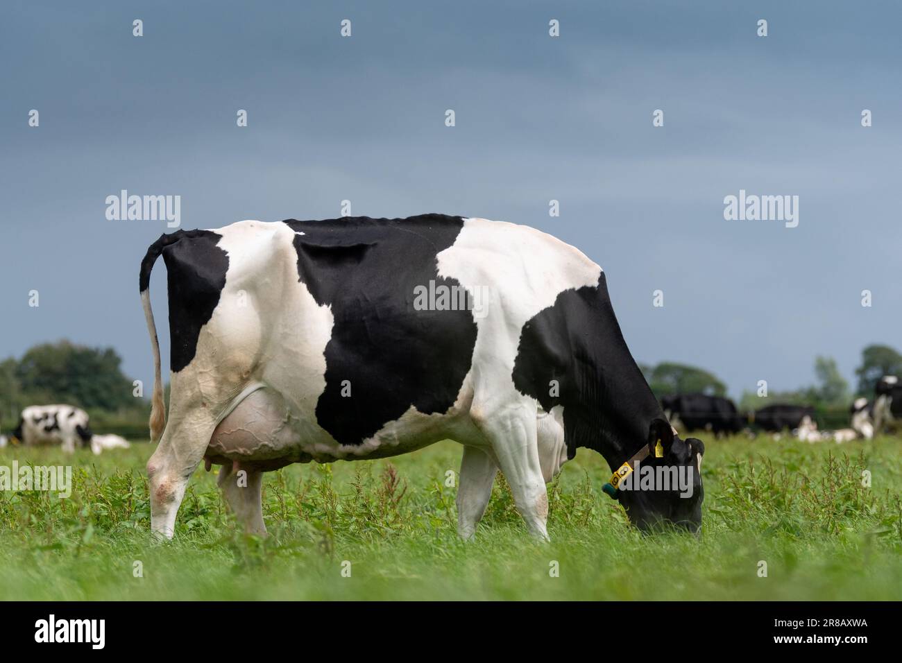 Holstein dairy cattle grazing on a lush pasture prior to milking ...