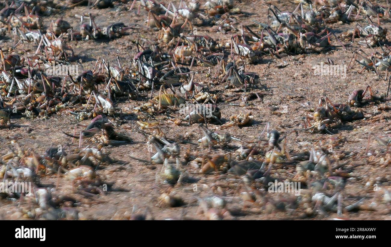 Crushed crickets are shown along a highway, Friday, June 16, 2023, in ...