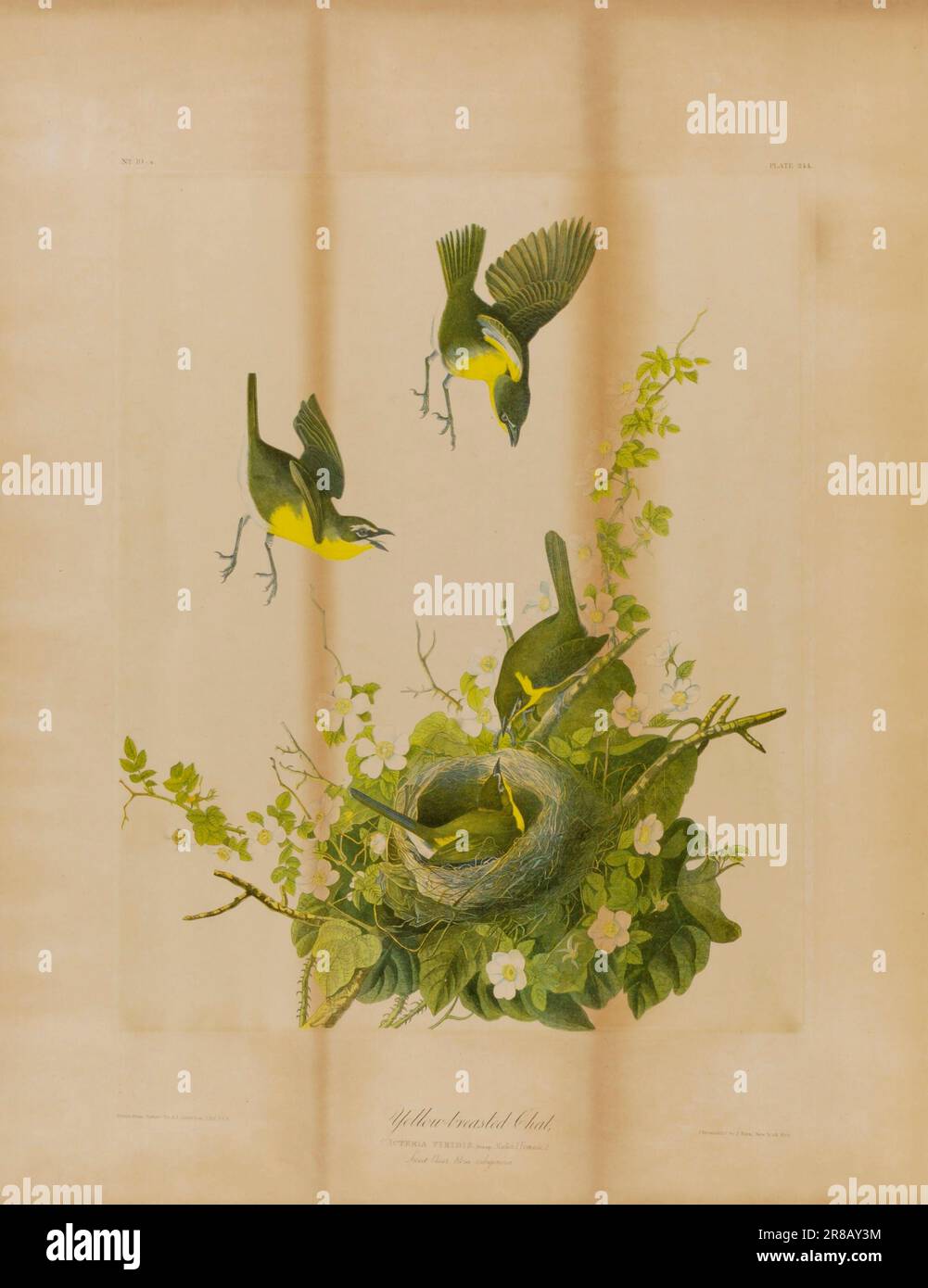 Yellow-Breasted Chat 1860 by Julius Bien, born Naumberg, Germany 1826 ...