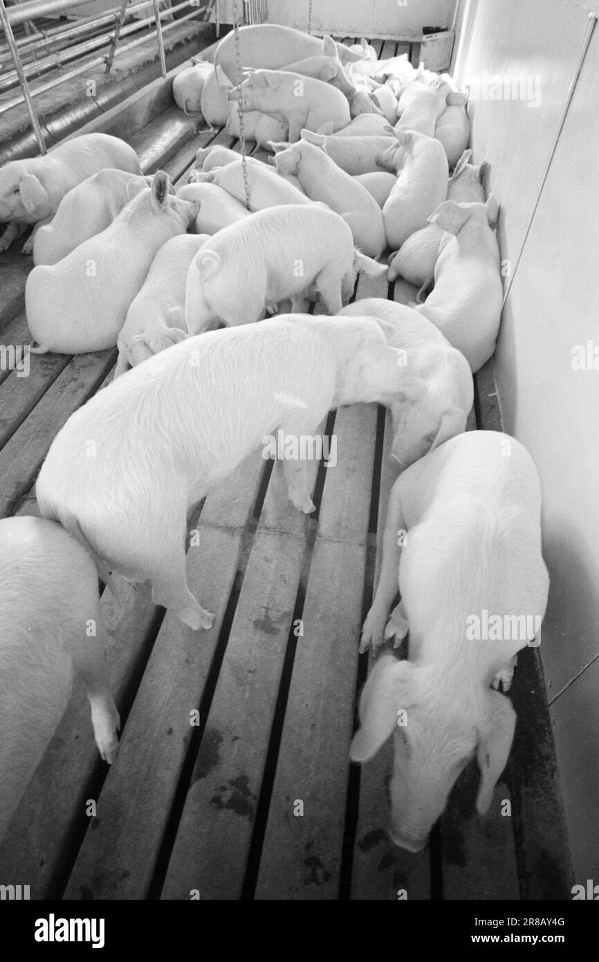 Current 9-7-1960 : With the pig in the backThe sales phantom Gunnar ...