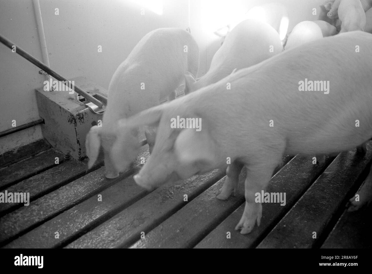 Current 9-7-1960 : With the pig in the backThe sales phantom Gunnar ...