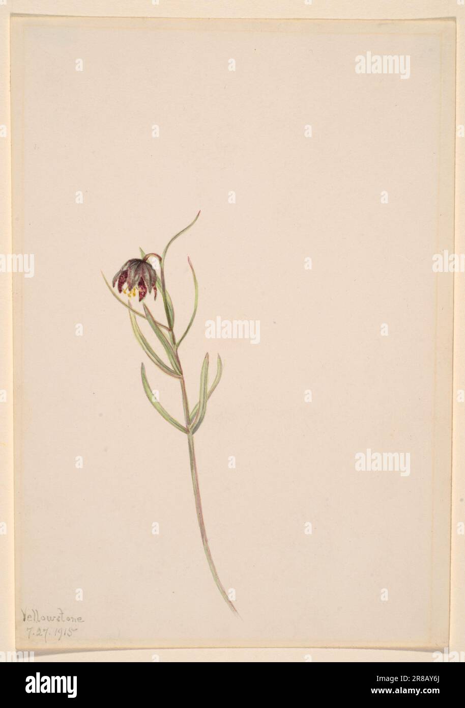 Untitled--Flower Study 1915 by Mary Vaux Walcott, born Philadelphia, PA ...