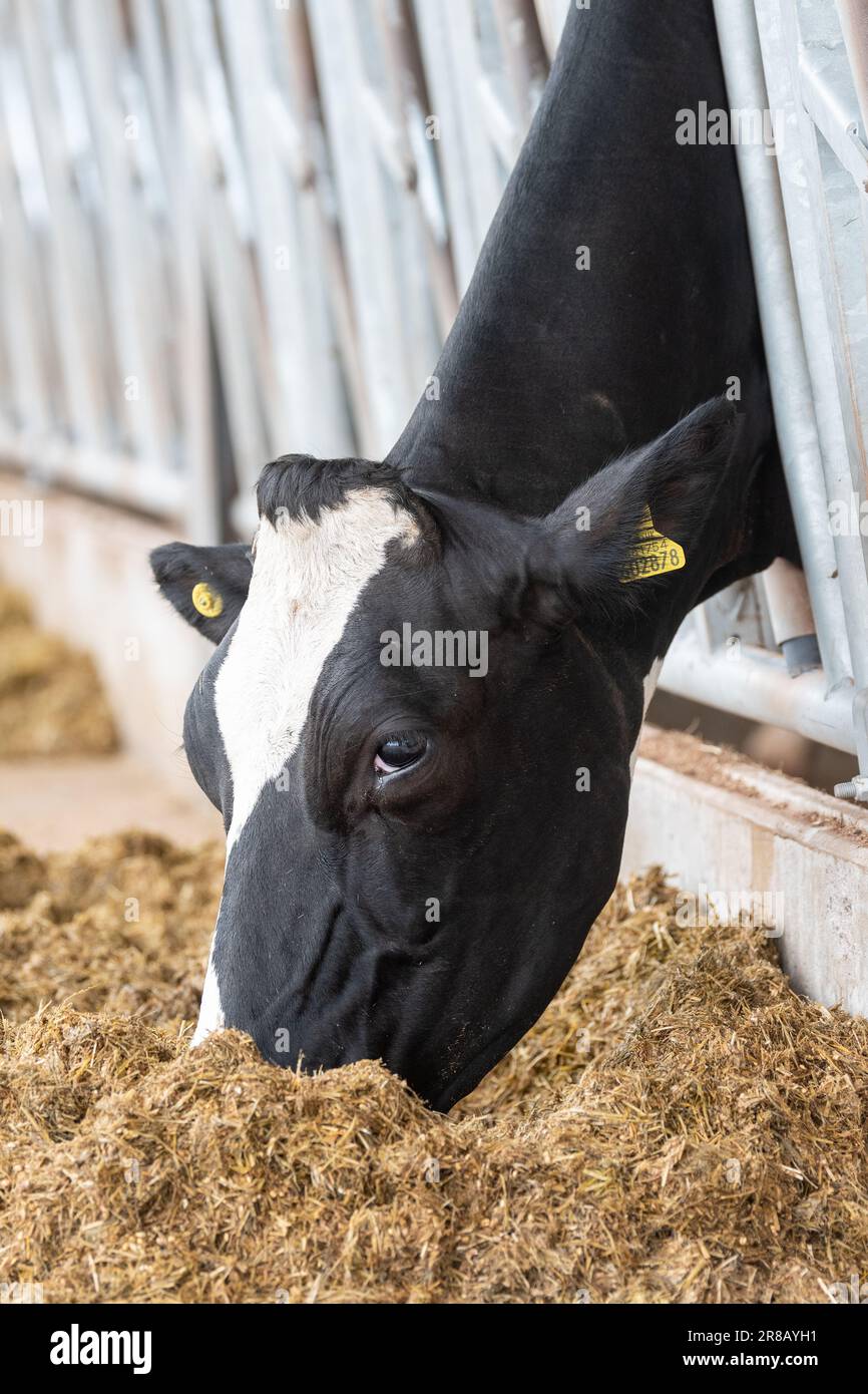 Dairy cattle eating a silage ration mix from behind feed barriers in a ...