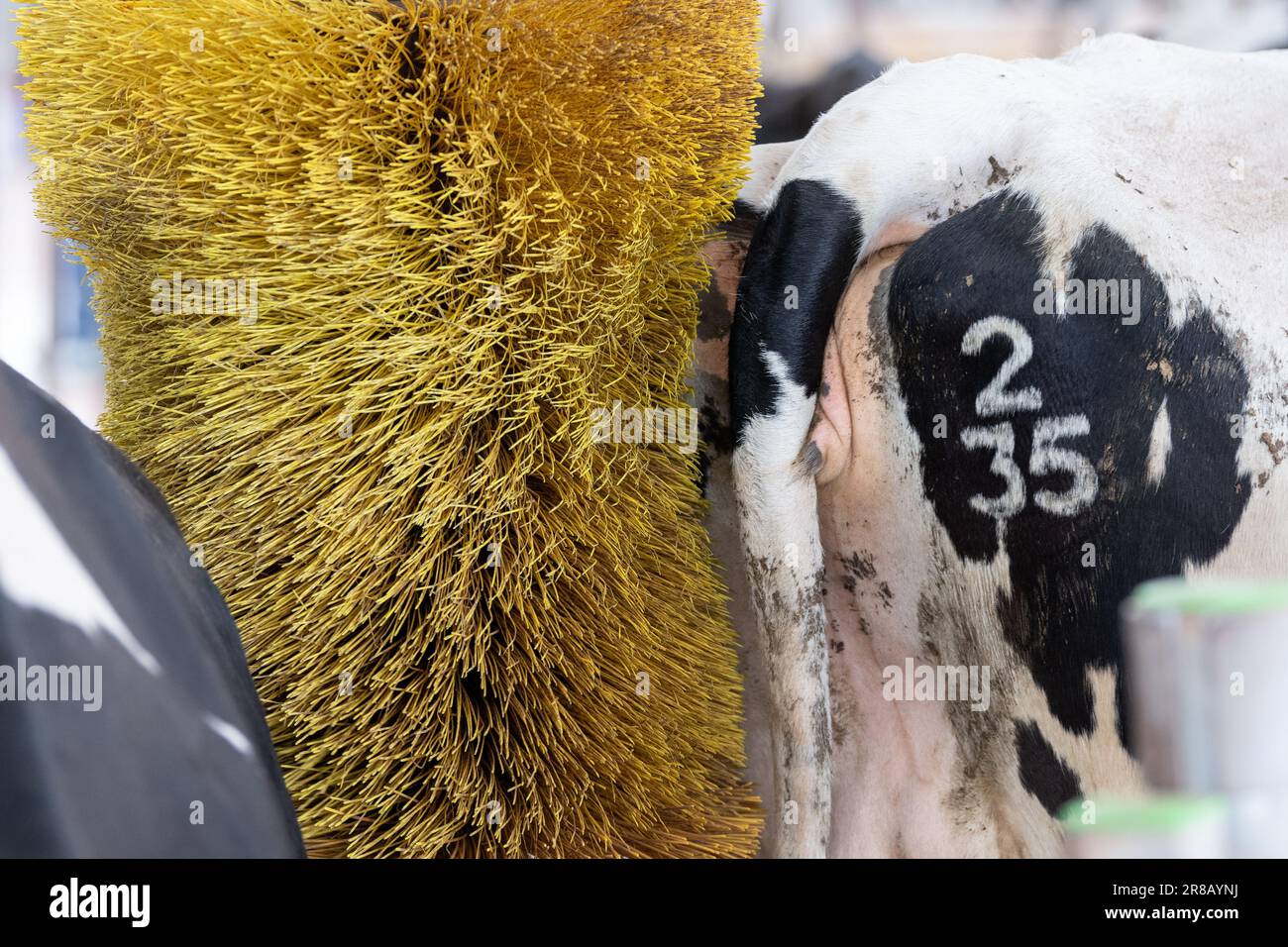 Black and white dairy cow at an electric brushing station, which helps ...