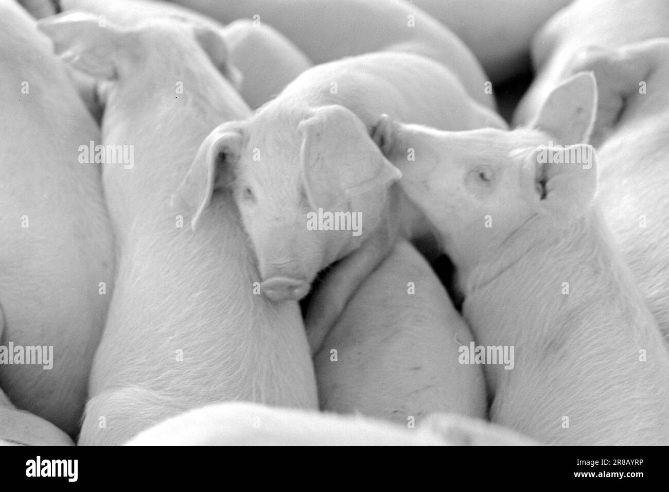 Current 9-7-1960 : With the pig in the backThe sales phantom Gunnar ...