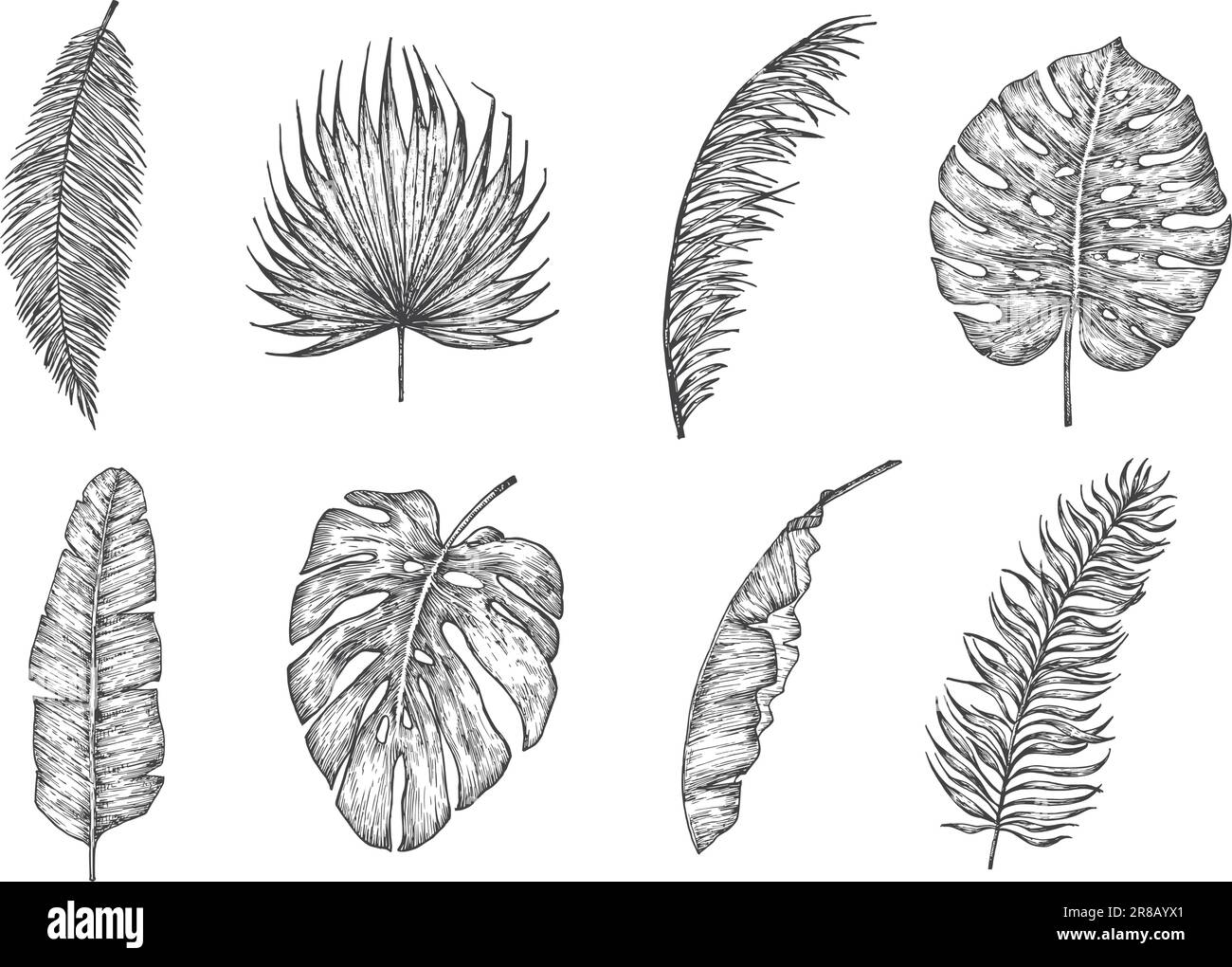 Palm Leaves Hand Drawn Doodle Vector Illustrations Collection. Fan ...