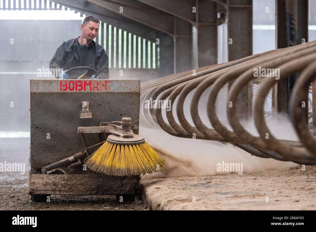 Bedding up cubicles with sawdust to keep cows clean and comfortable, in ...