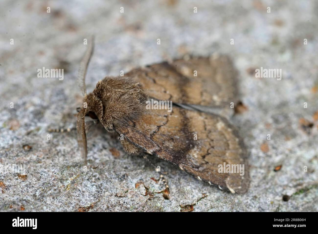 Randvlekuil hi-res stock photography and images - Alamy