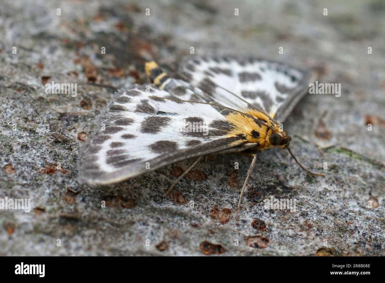 Detailed closeup on the colorful Small Magpie geometer moth, Anania ...