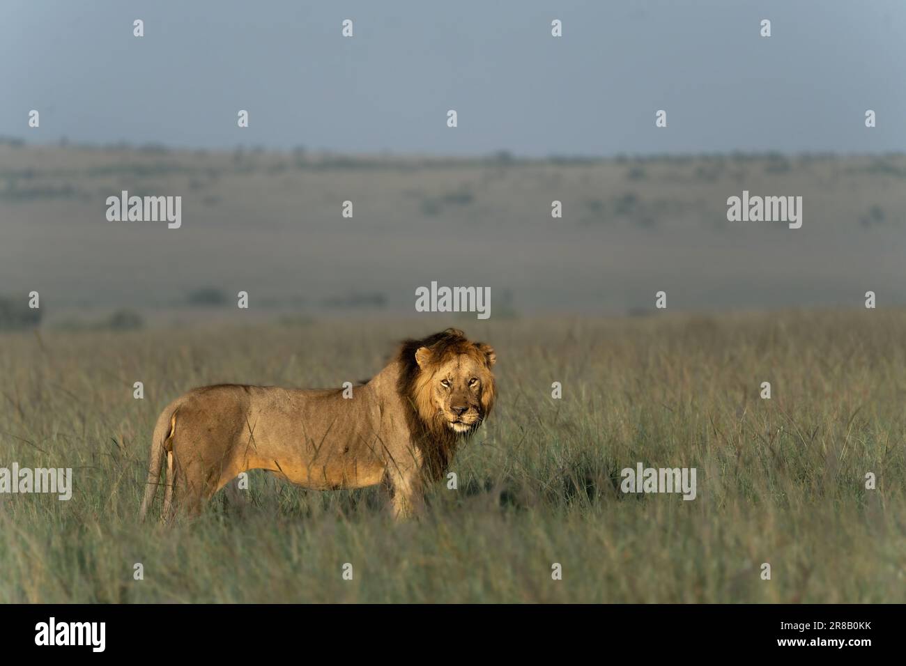 A proud African lion stands tall and strong in a vast and cloudy ...