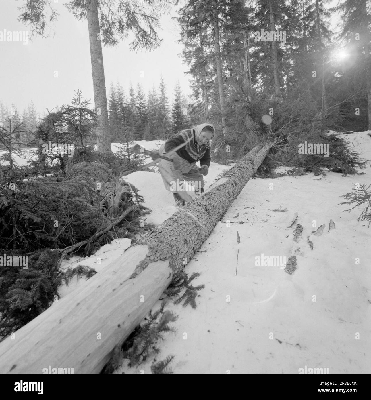 Current 15-8-1960: Anna with the axe Strong as a gamp, mature as a ...