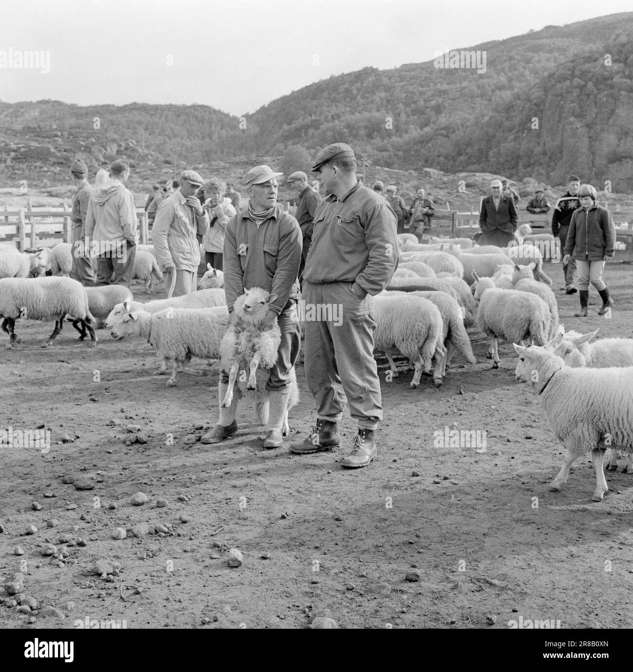 Current 42-1-1960: Bye Bye!! Summer is over. Sheep herding in Sirdal ...