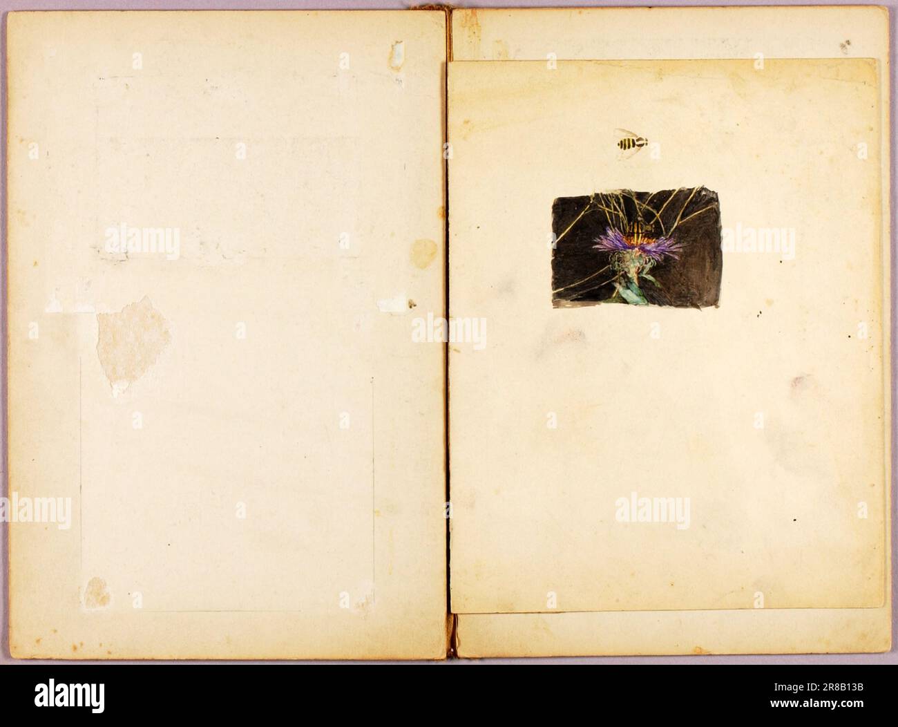 Ostrich, study folder for book Concealing Coloration in the Animal ...