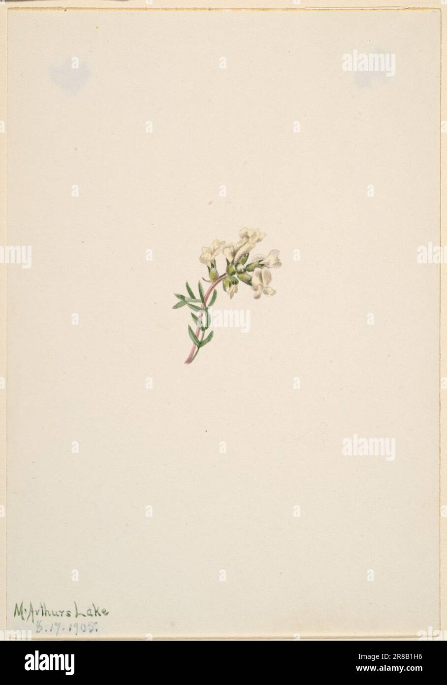 Untitled--Flower Study 1905 by Mary Vaux Walcott, born Philadelphia, PA ...