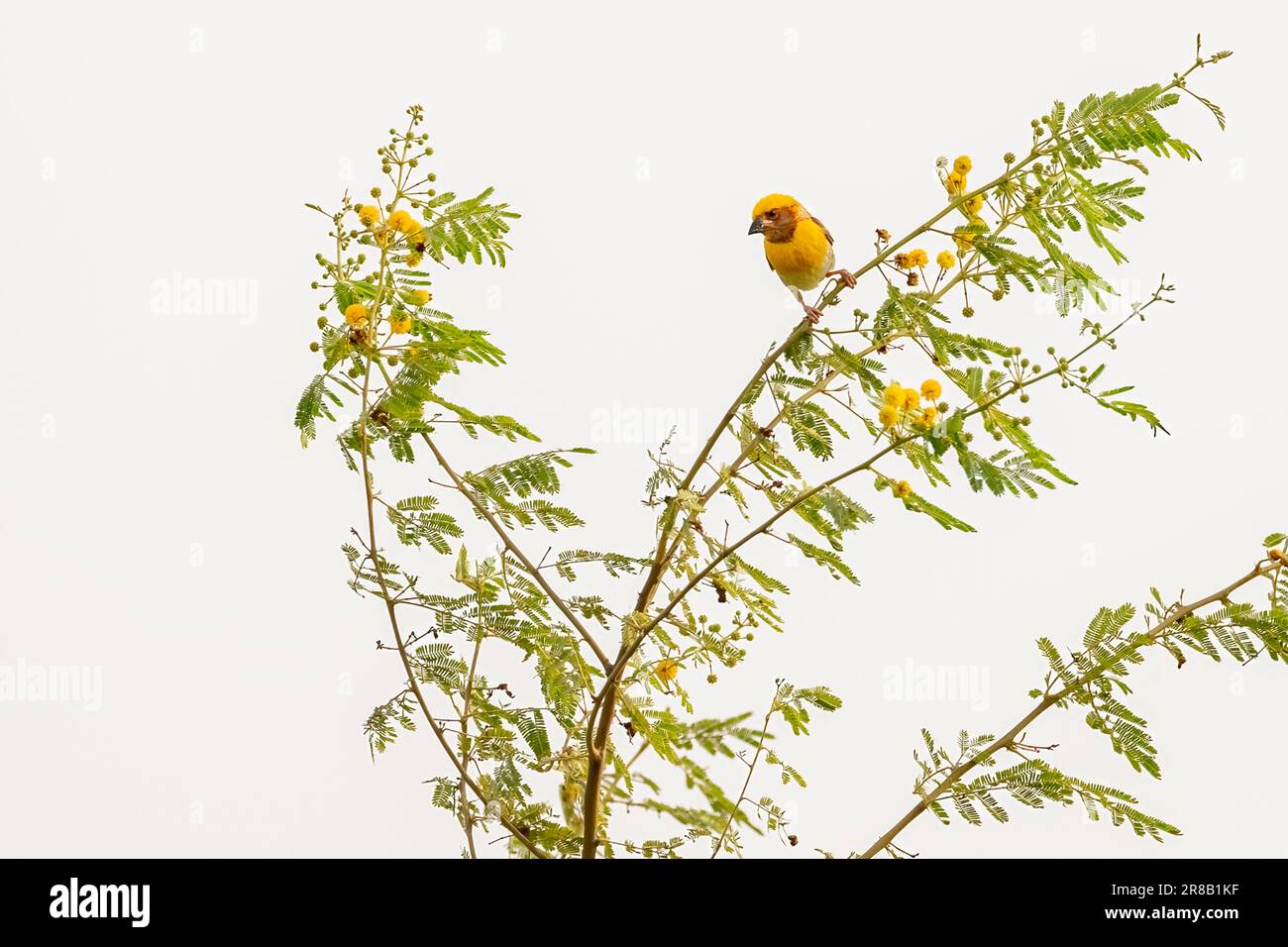 Asian golden weaver hi-res stock photography and images - Alamy