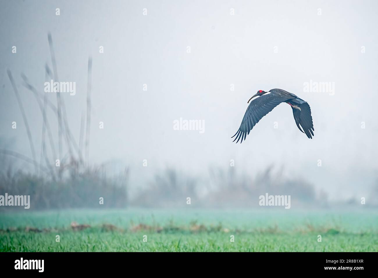 A Red Naped Ibis flying with wings down Stock Photo - Alamy
