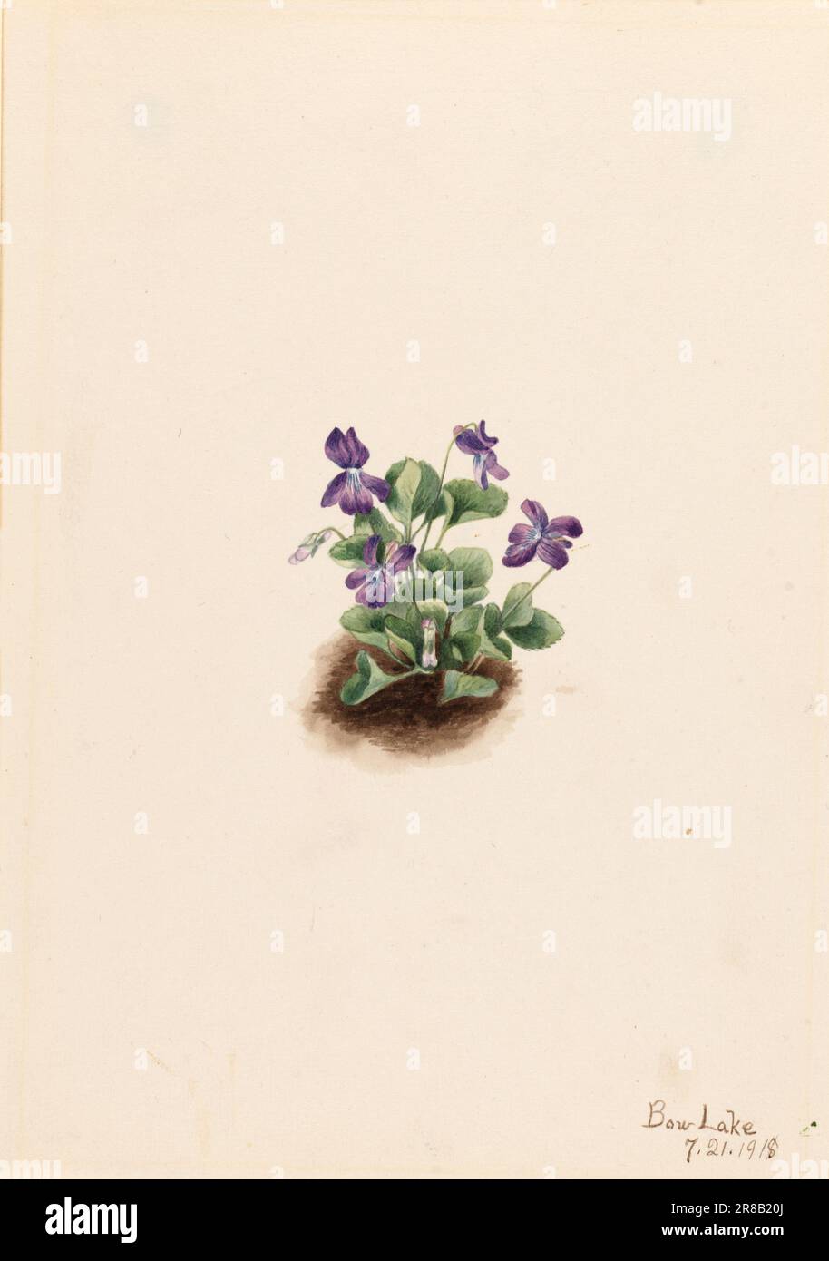 Purple Mountain Violet (Viola adunca) 1918 by Mary Vaux Walcott, born ...