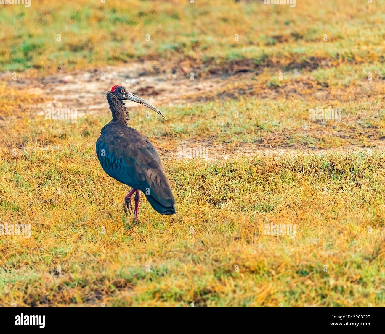 A Red Naped Ibis looking back to camera Stock Photo - Alamy