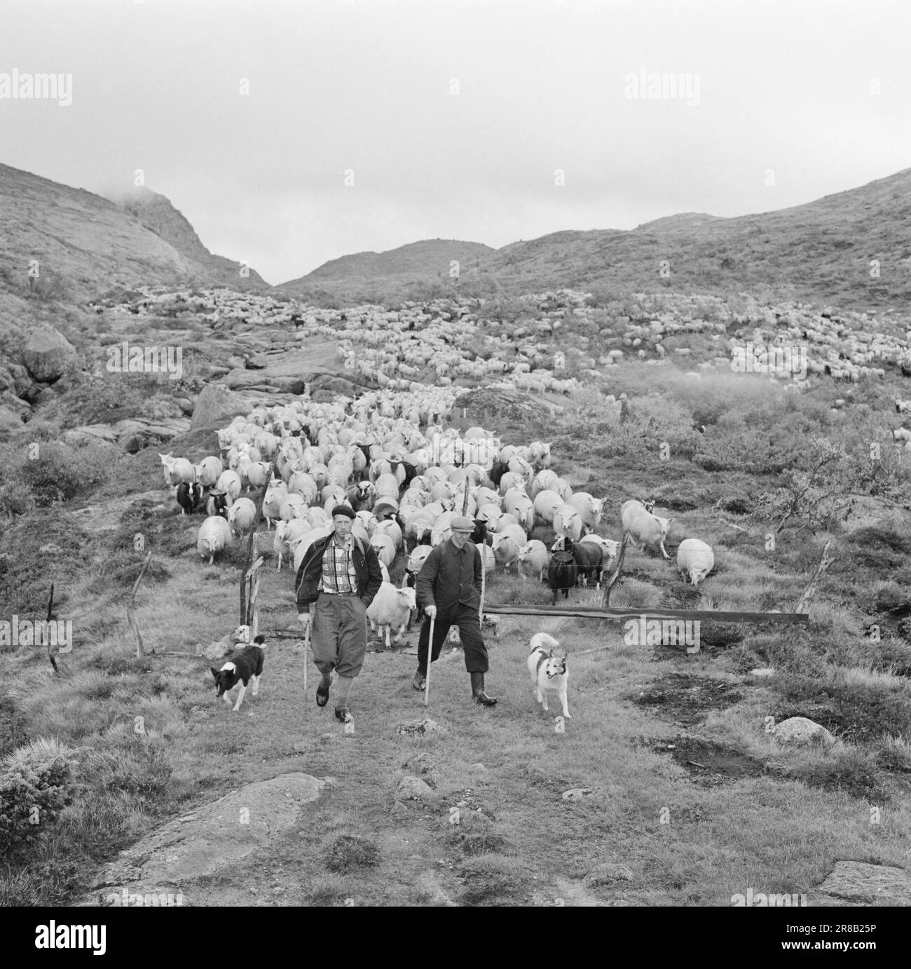 Current 42-1-1960: Bye Bye!! Summer is over. Sheep herding in Sirdal ...